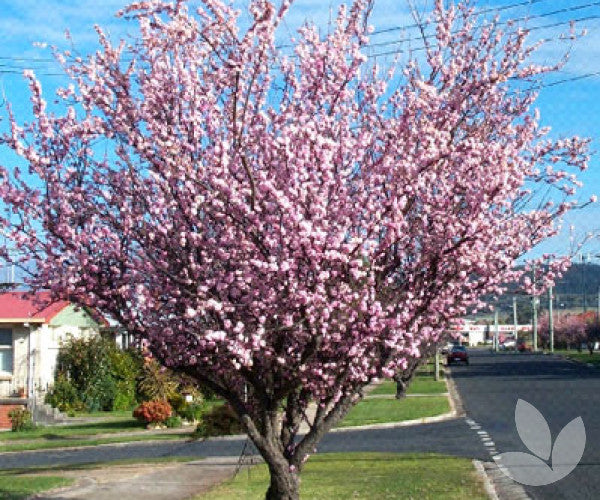 Orn Trees-prunes (flowering Plum) – Bigga Trees