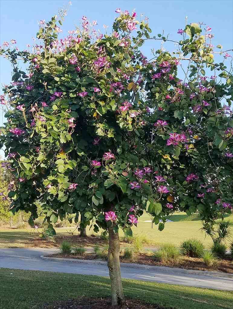 Orn Trees-bauhinia – Bigga Trees