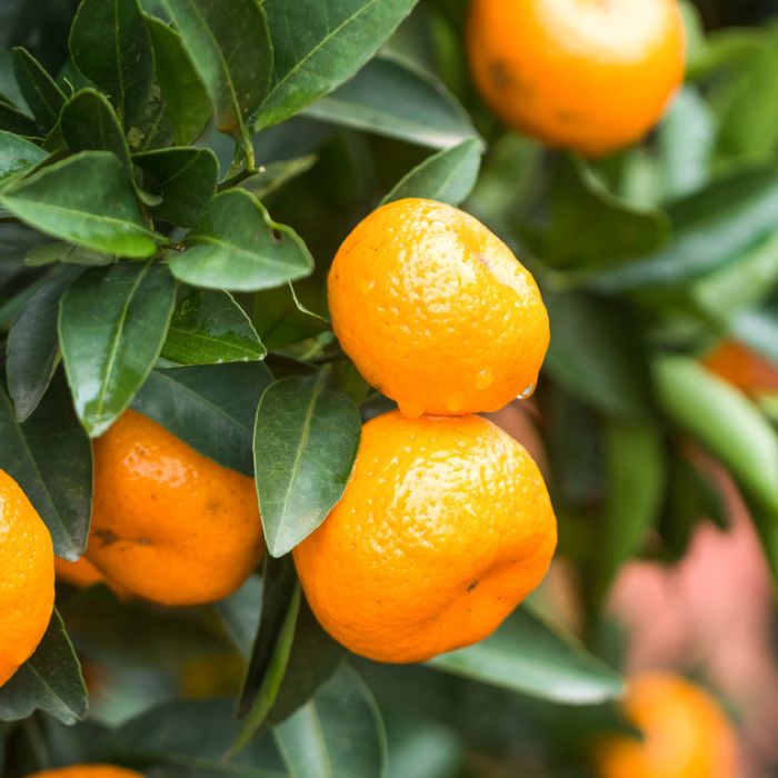 Citrus Trees-mandarin – Bigga Trees
