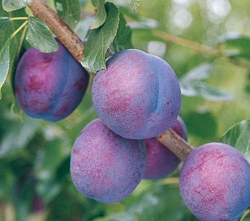 Fruit Trees-plums – Bigga Trees
