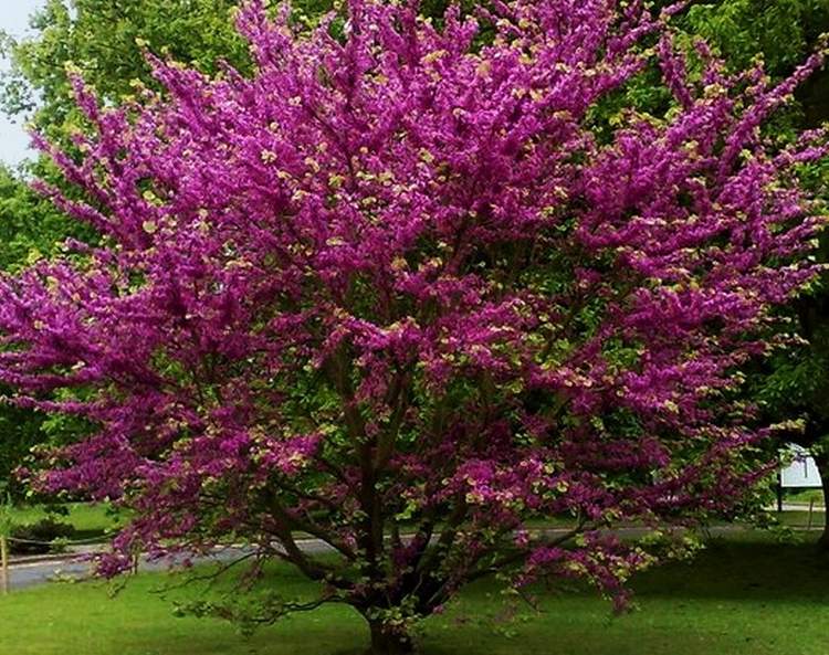 Orn Trees-cercis – Bigga Trees