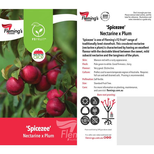 Spicezee Nec/plum 50lt – Bigga Trees