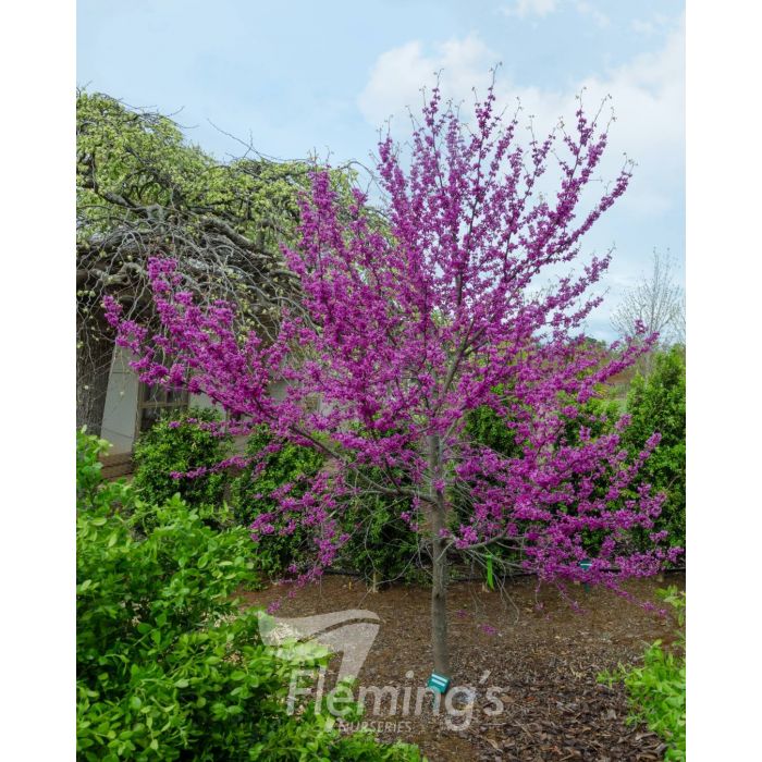 American Redbud 30lt – Bigga Trees