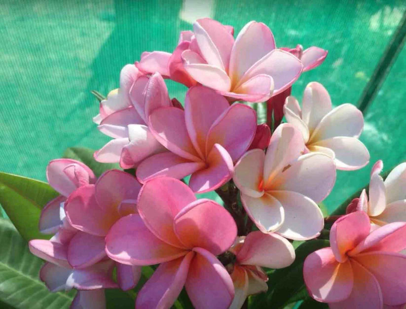 Aussie Gold Rush 8lt – Bigga Trees