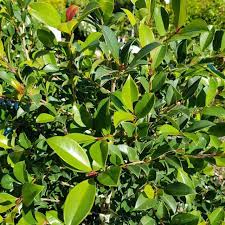 Syzygium Paniculata Backyard Bliss 175mm – Bigga Trees