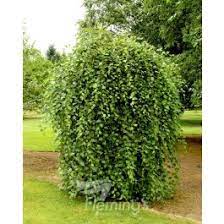 Betula Weeping Summer Cascade 50lt – Bigga Trees