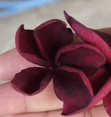 Black Widow 12lt – Bigga Trees