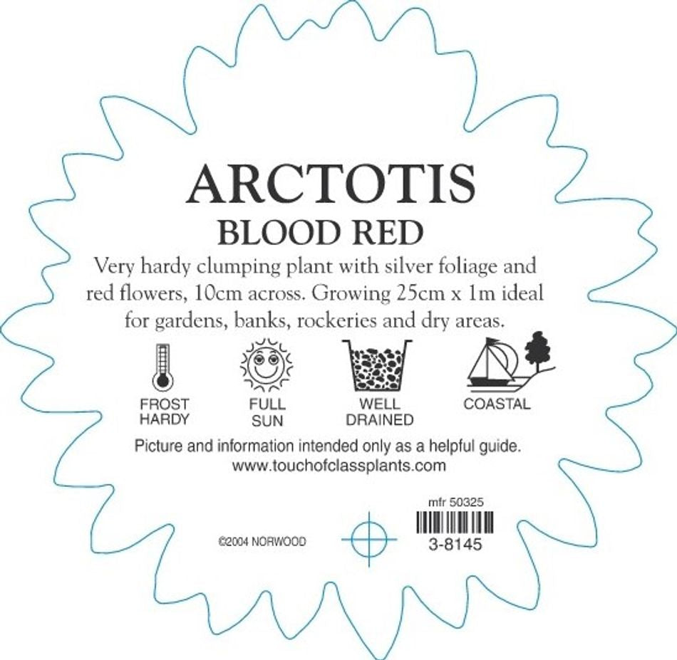 Arctotis Blood Red 140mm – Bigga Trees