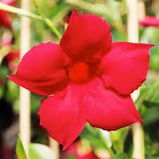 Mandevilla Forver Red 140mm – Bigga Trees