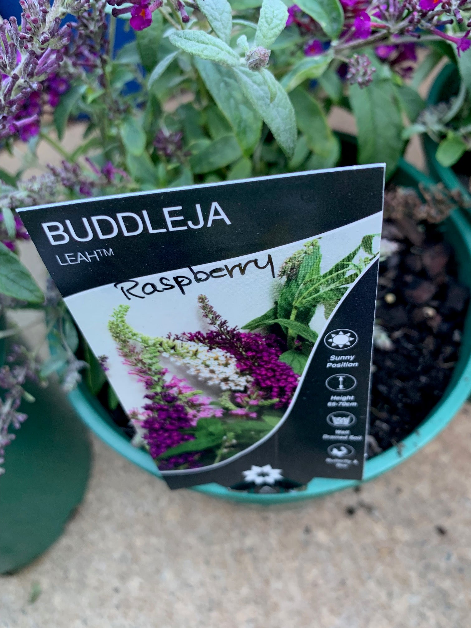 Buddleja Leah Raspberry 175mm – Bigga Trees