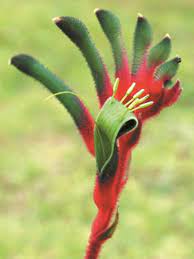 Bush Dance 14cm – Bigga Trees