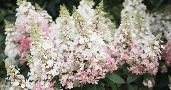 Hydrangea Paniculata Candlelight 20cm – Bigga Trees