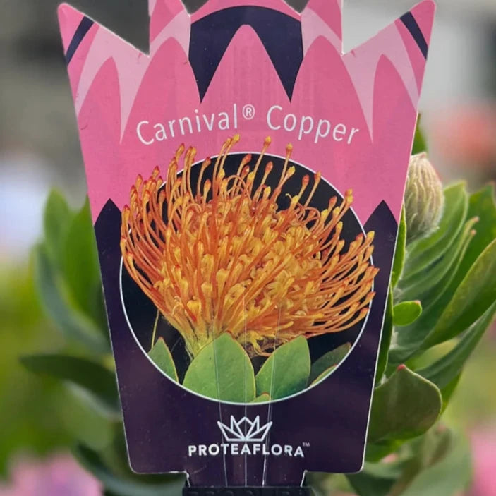 Leucospermum Carnival Copper 140mm – Bigga Trees