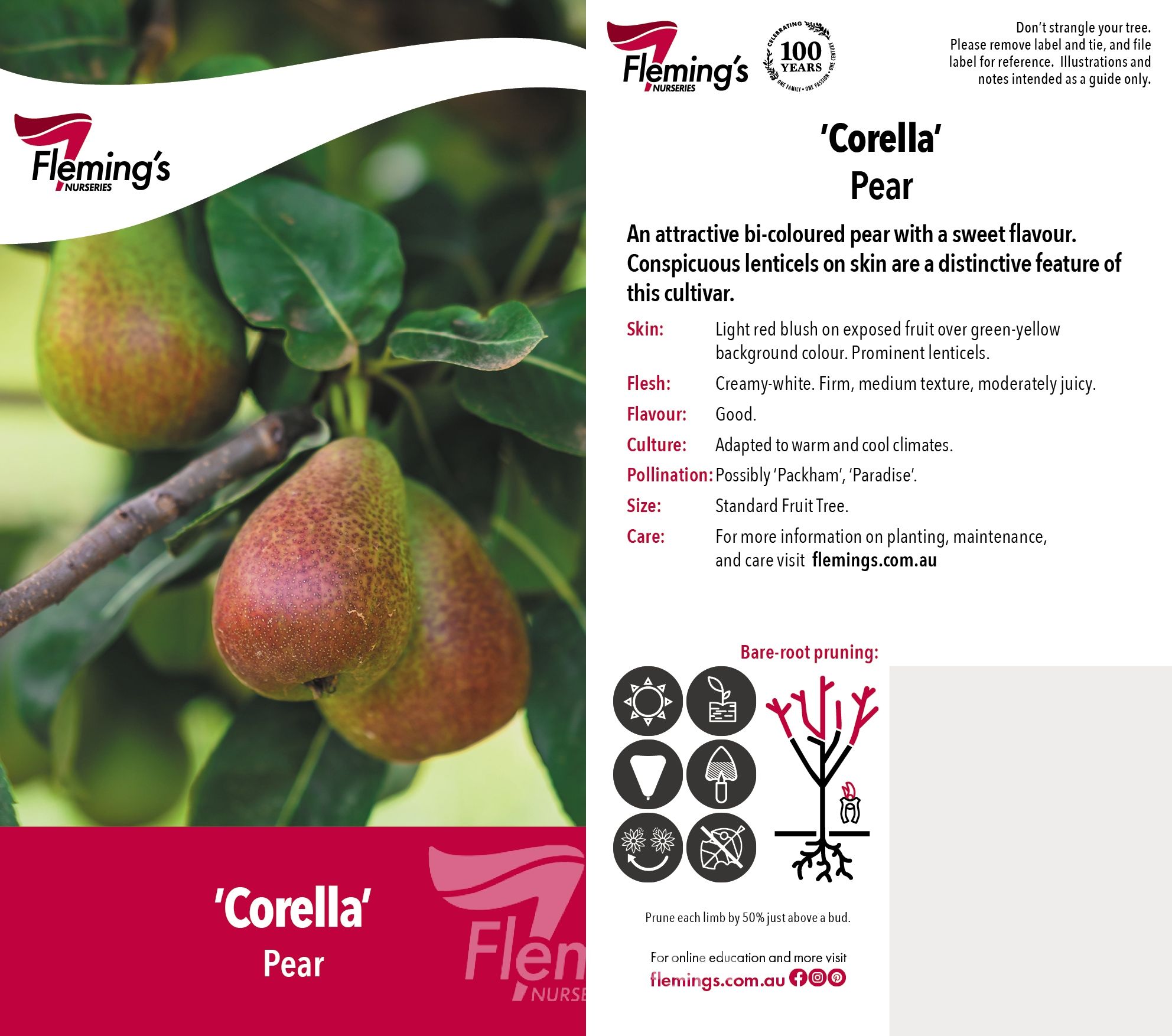 Corella 50lt – Bigga Trees