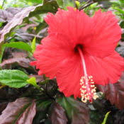 Dr David Grimes – Bigga Trees