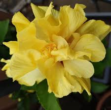 Edith Parsons 2.8lt – Bigga Trees