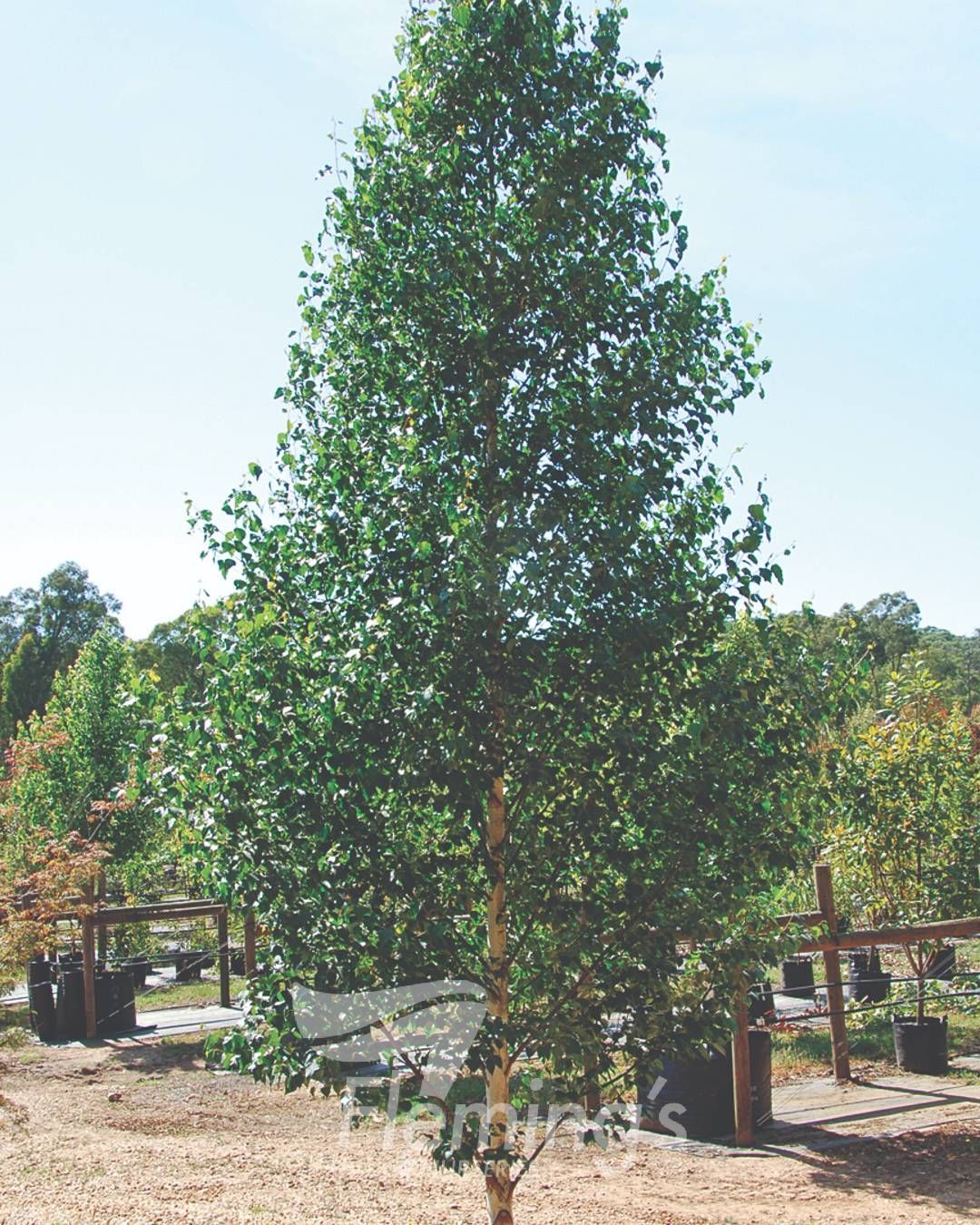 Betula Fargo Dakota Pinnacle 50lt – Bigga Trees