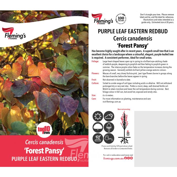 Forest Pansy 50lt – Bigga Trees