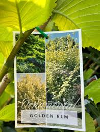 Golden Elm 50lt – Bigga Trees