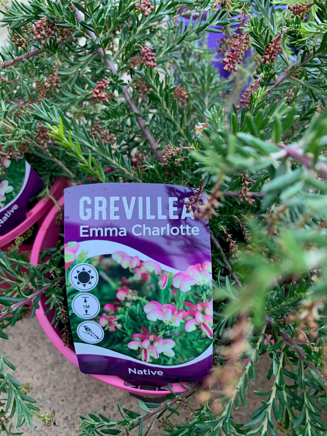 Grevillea Emma Charlotte 140mm – Bigga Trees