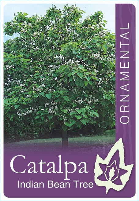 Catalpa Indian Bean Tree bare root – Bigga Trees