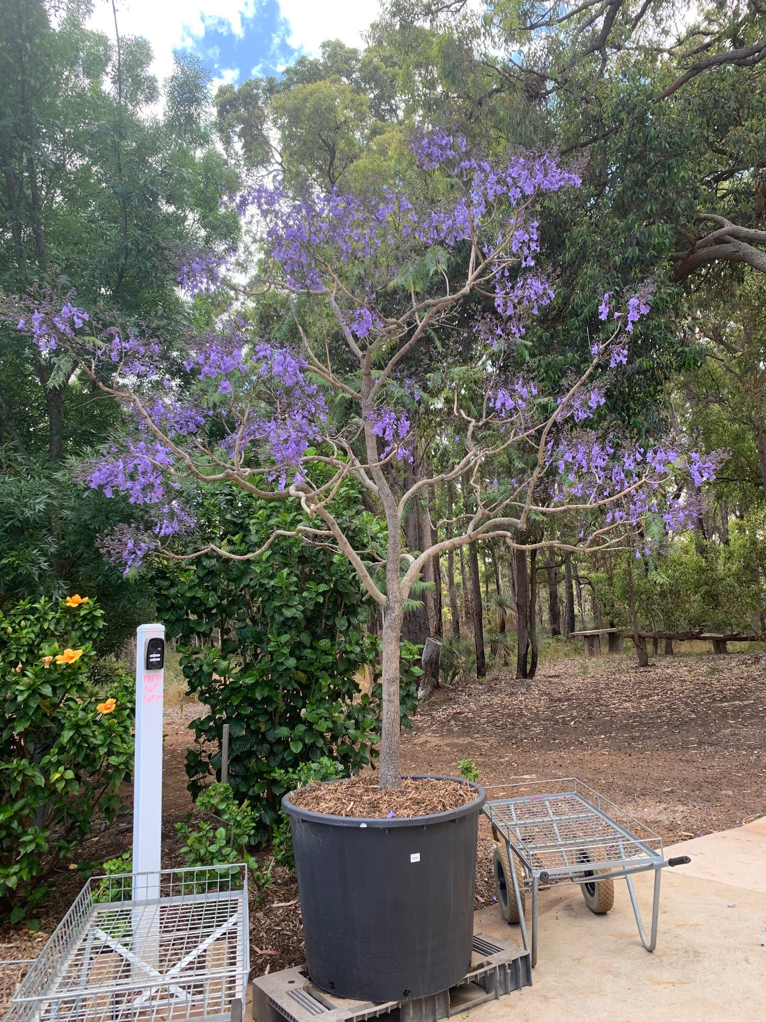 Jacaranda Tree 350lt – Bigga Trees