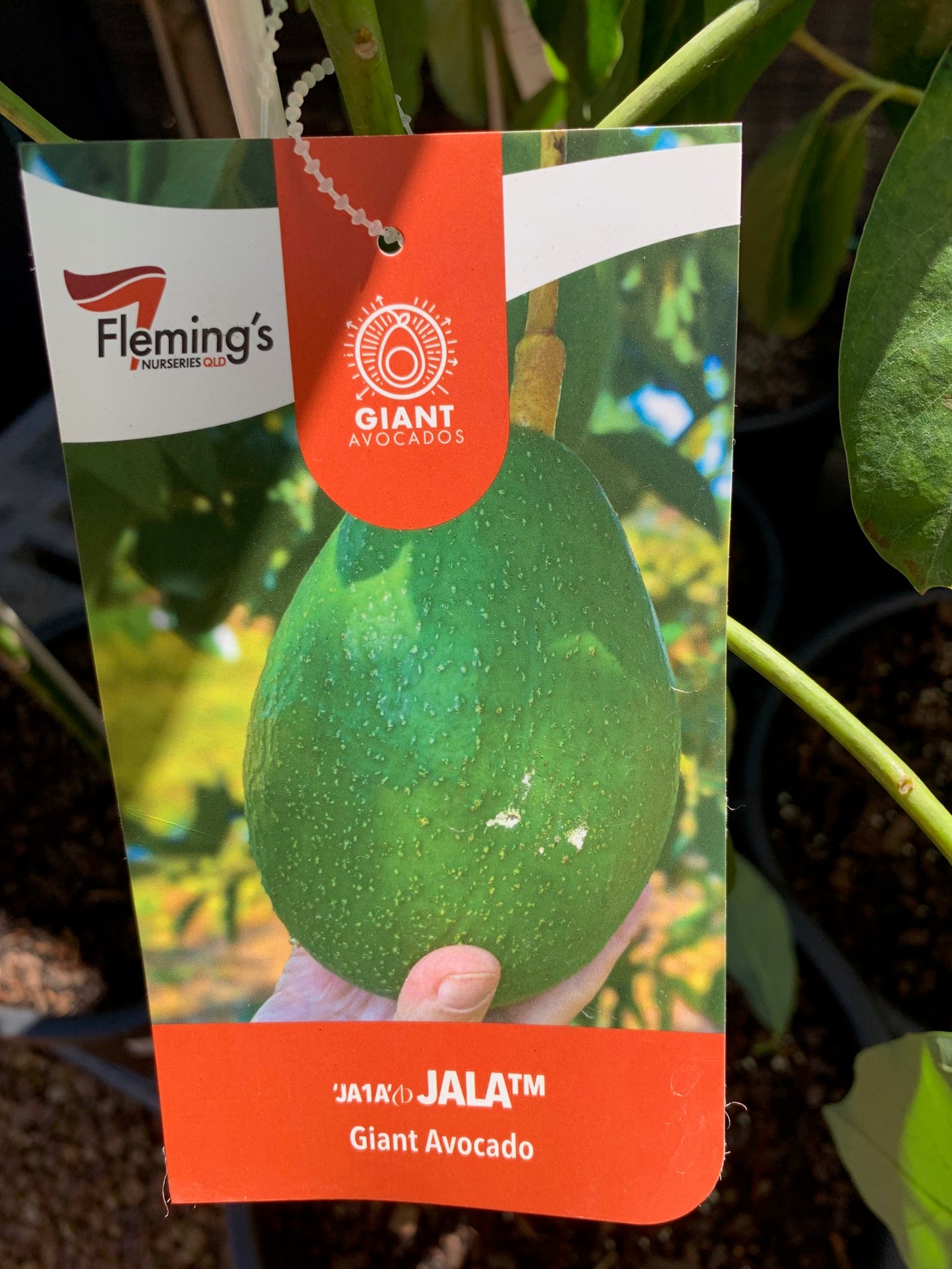 Jala Avocado 30lt – Bigga Trees