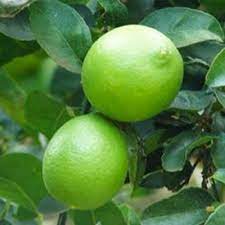 Kusaie Lime 8lt – Bigga Trees