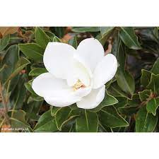 Little Gem 30lt – Bigga Trees