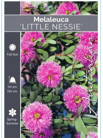 Melaleuca Little Nessie 5lt – Bigga Trees