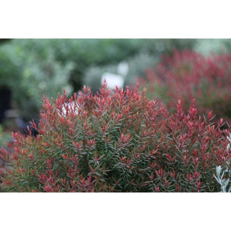 Melalueca Little Red 170cm – Bigga Trees