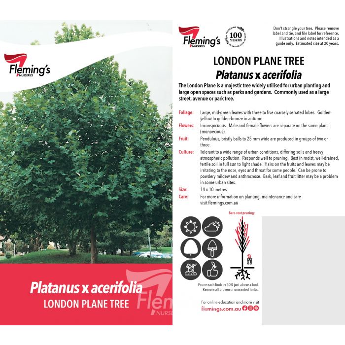 London Plane bare root – Bigga Trees