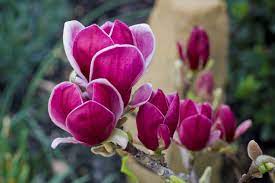 Genie Magnolia 30lt – Bigga Trees