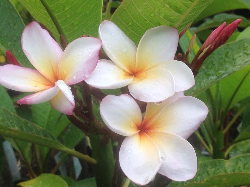 Mango Delight – Bigga Trees