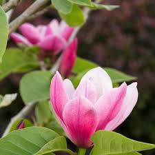 Magnolia Mercury 18lt – Bigga Trees