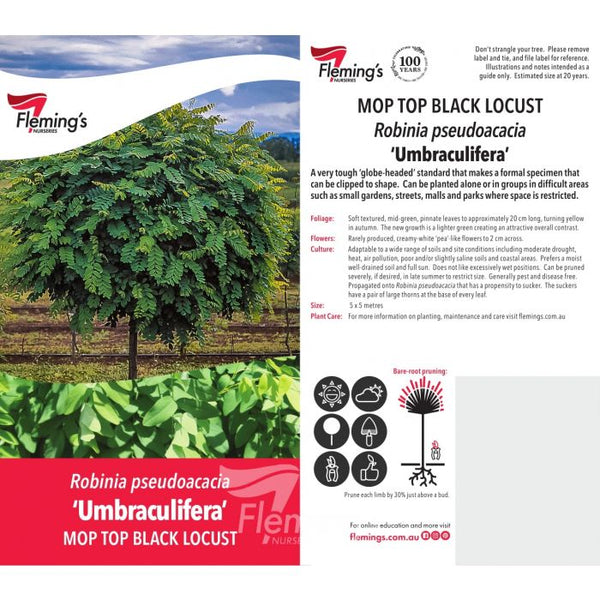 Mop Top 70lt – Bigga Trees