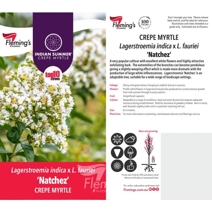 Natchez Crepe Myrtle bare root – Bigga Trees