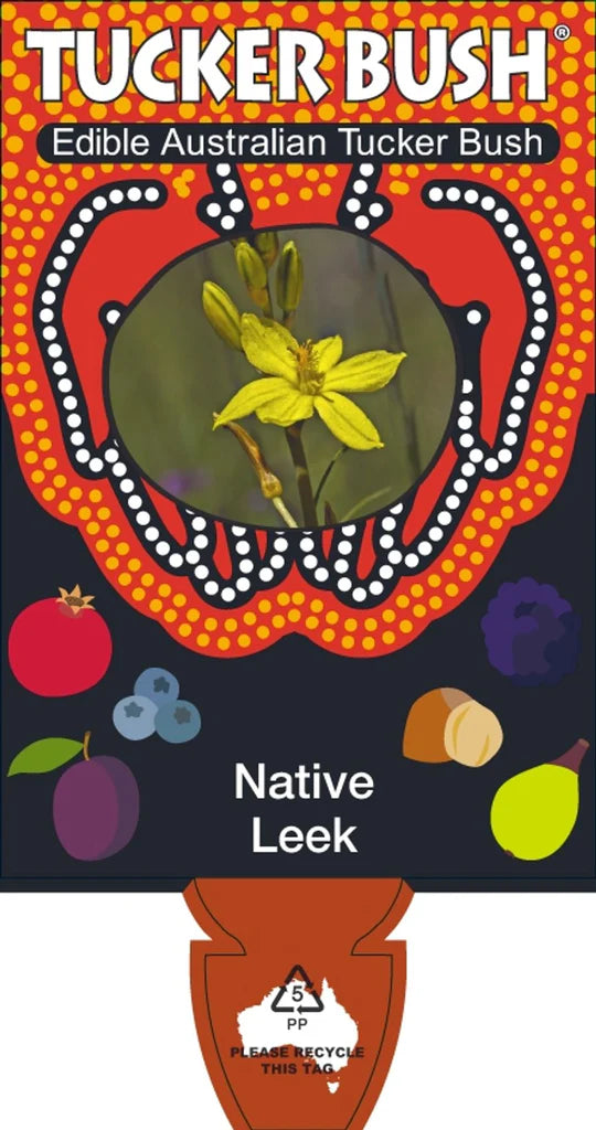 Bulbine Native Leek 140mm – Bigga Trees
