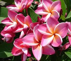 Pink Pixie Dwarf 18lt – Bigga Trees