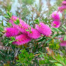 Callistemon Purple Splendour 140mm – Bigga Trees