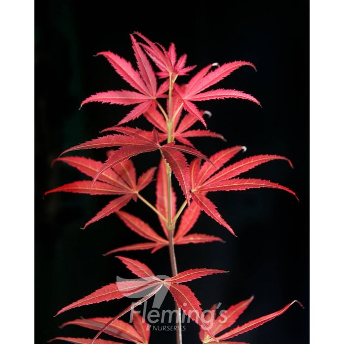 Bare Root Ornamental Trees – Bigga Trees
