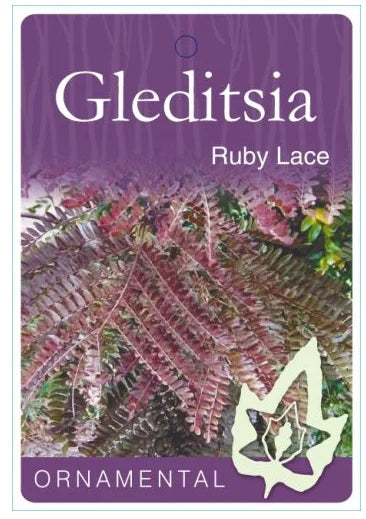 Gleditsia Ruby lace bare root – Bigga Trees