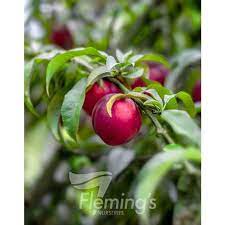 2 Way Ruby Sensation Peach/sweet Sensation Nectarine 50lt – Bigga Trees