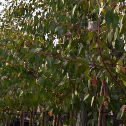 Eucalyptus Rudis 50lt – Bigga Trees