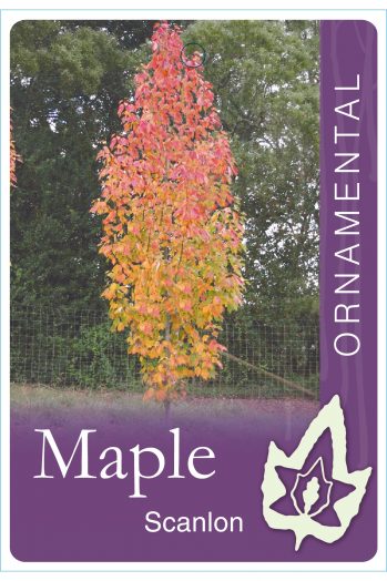 Acer Rubrum Scanlon 50lt – Bigga Trees
