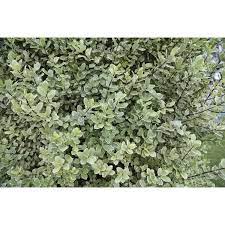 Screen Master 30lt – Bigga Trees