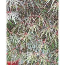Acer Palmatum Dissectum Shojo Shidare 50lt – Bigga Trees