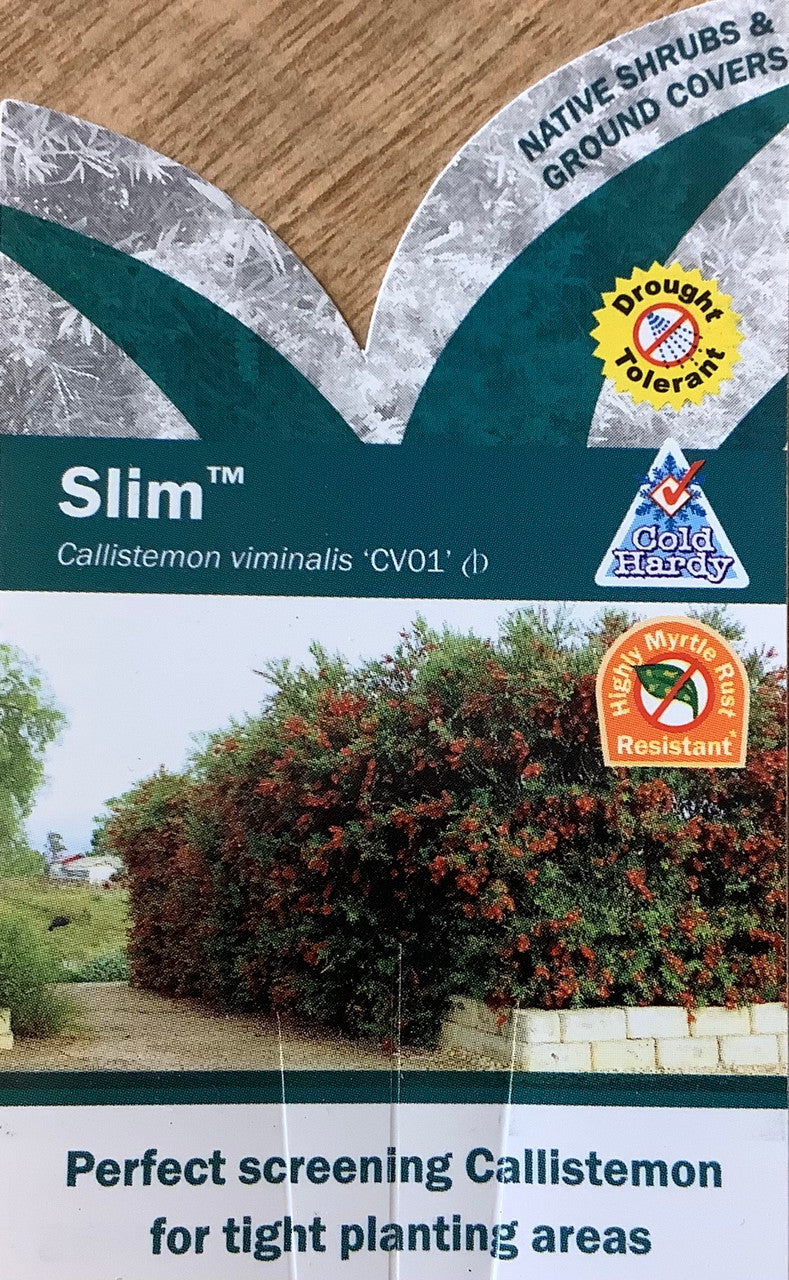 Callistemon Slim 18cm – Bigga Trees