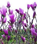 Susan Magnolia – Bigga Trees