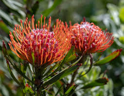 Leucospermum Tango 8lt – Bigga Trees